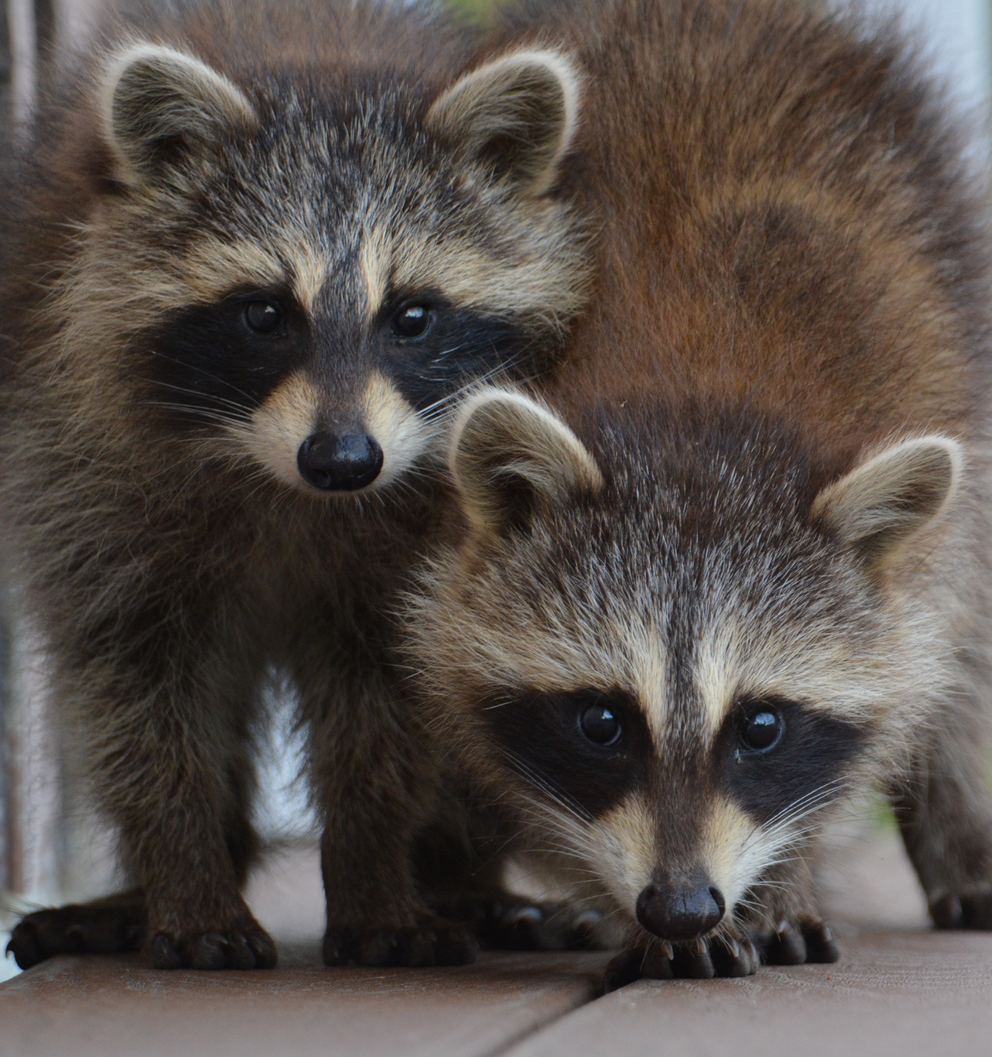 The Wildlife of the Sierras: The Marvelous Raccoons – I Don't Know All ...
