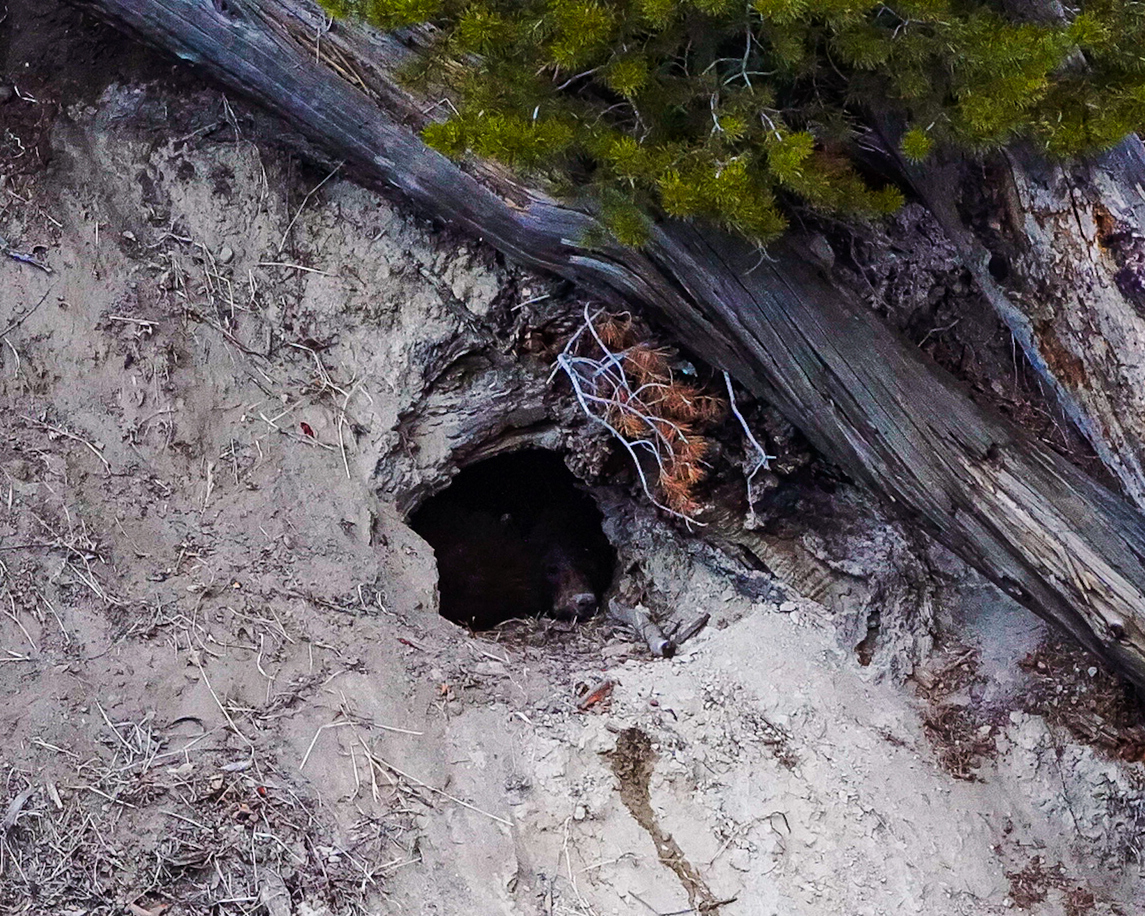 Black Bear Hibernation – I Don't Know All The Answers