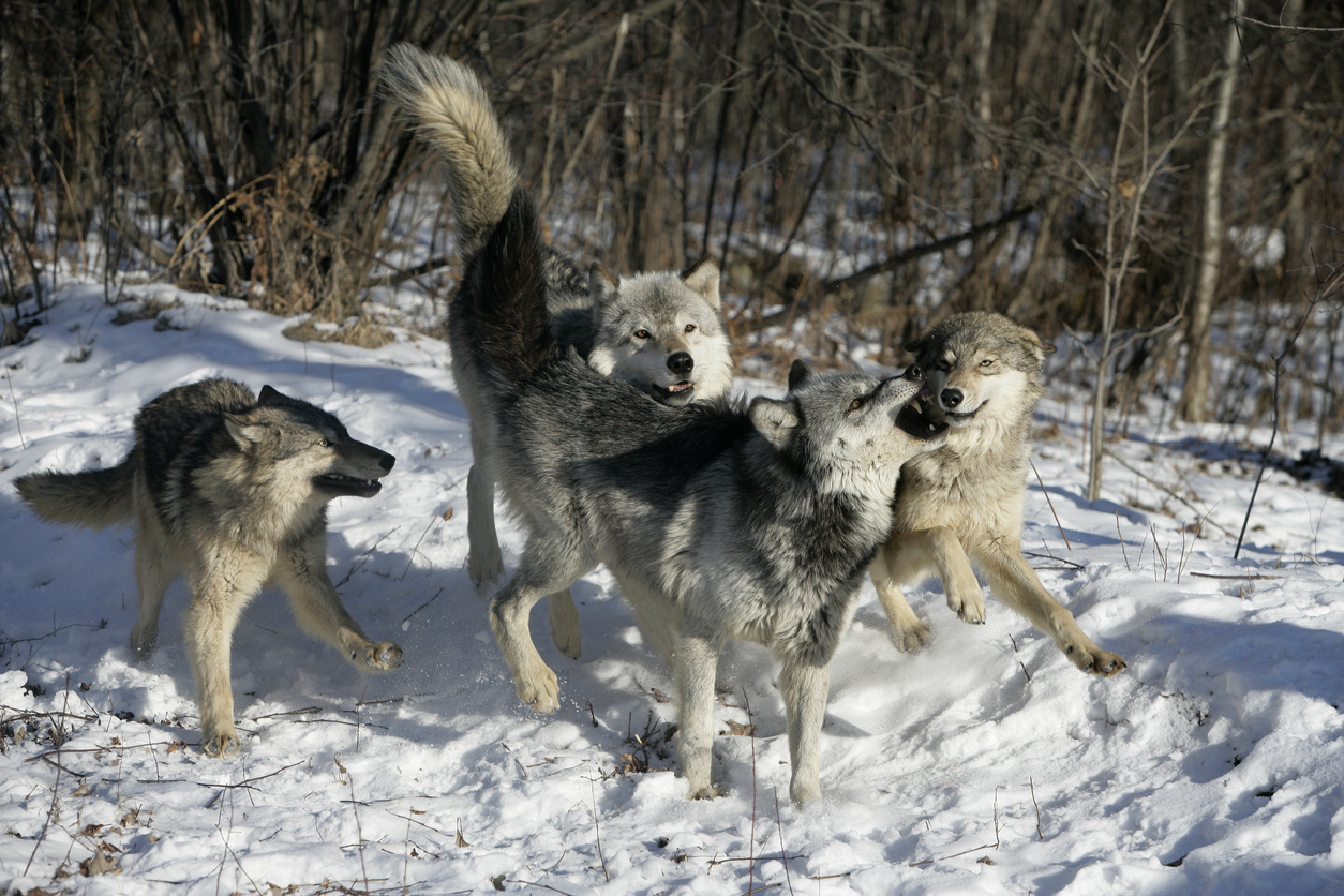 The Pack Mentality: Understanding How it Shapes Dog Behavior – I Don't ...