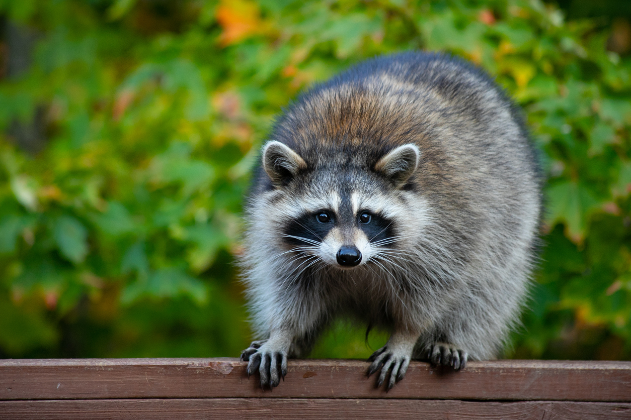 Celebrating National Raccoon Day – I Don't Know All The Answers
