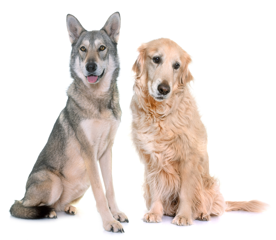 Wolf Pups vs. Domestic Dogs: How Are They Different? – I Don't Know All ...