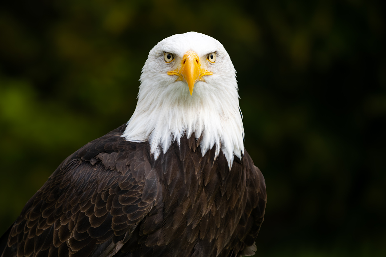 Understanding the Extraordinary Vision of Eagles – I Don't Know All The ...